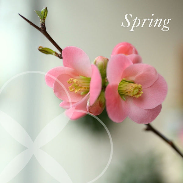 Happy Spring Equinox 🌷... March 20, 2025 - Bloomfields