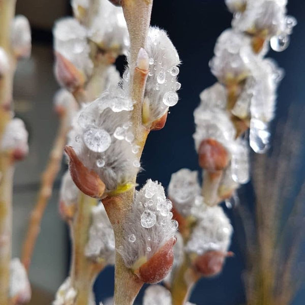 Spring Oasis at Bloomfields... April 6, 2019